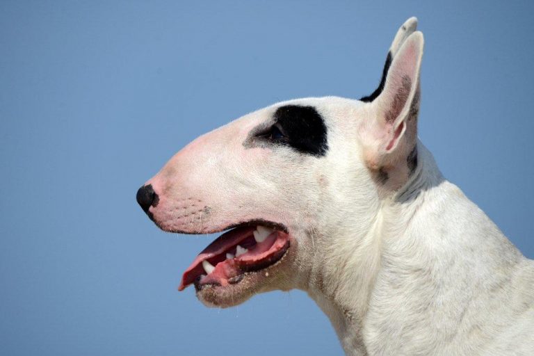 Daedalus of Laelaps – Of Laelaps